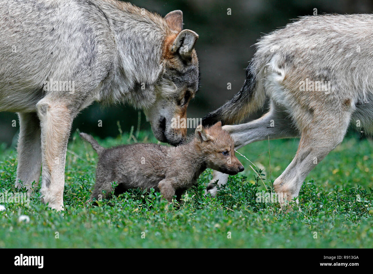 eastern timber wolf (Canis lupus lycaon) with a pup, captive Stock ...