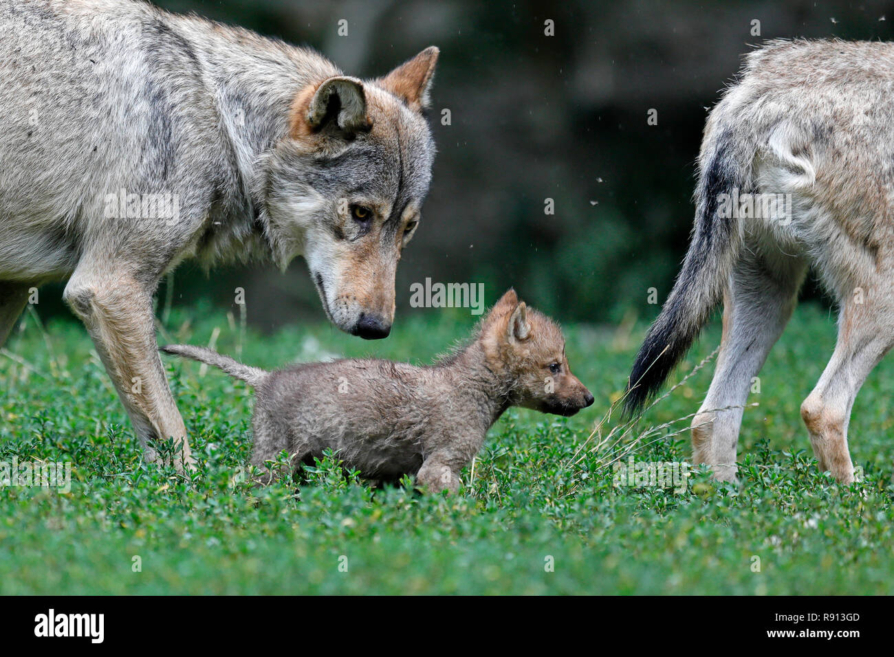 eastern timber wolf (Canis lupus lycaon) with a pup, captive Stock ...