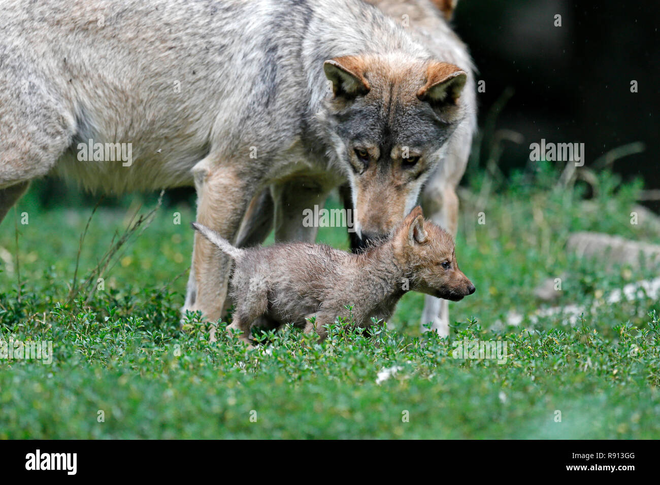 eastern timber wolf (Canis lupus lycaon) with a pup, captive Stock ...