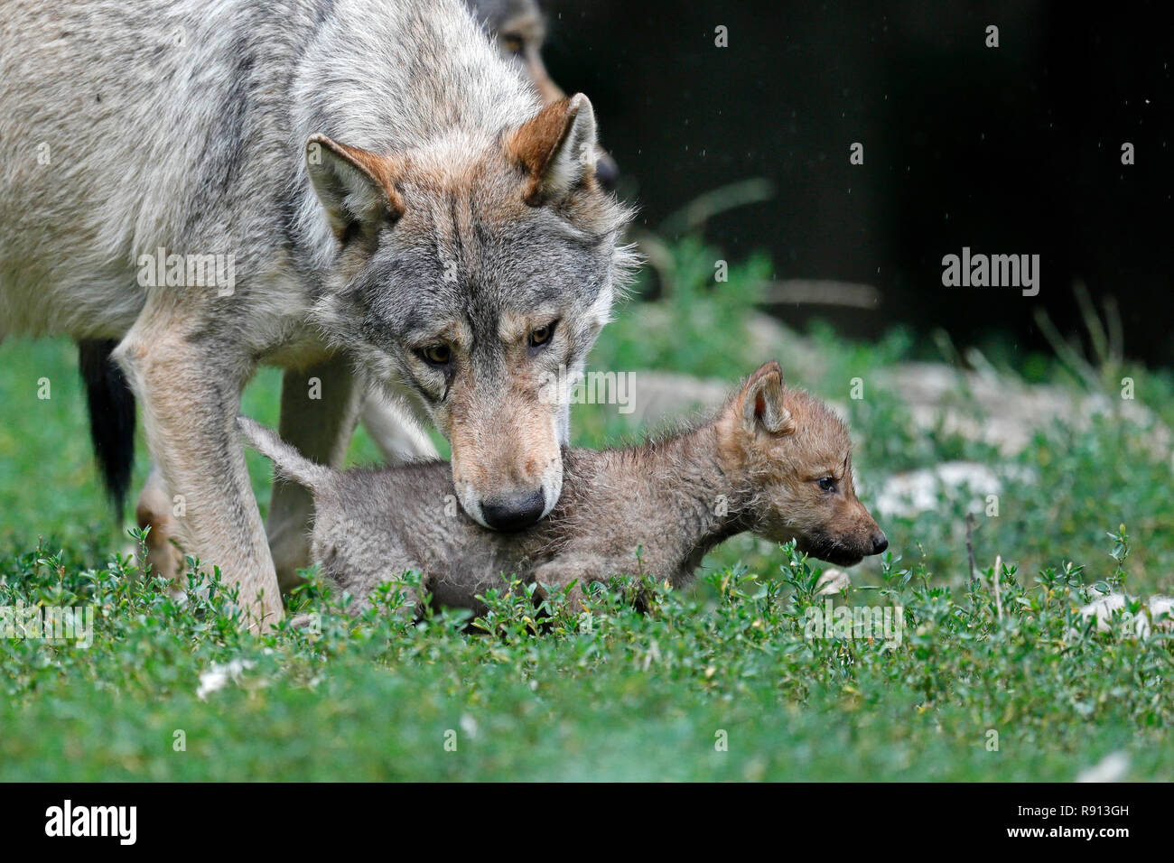 eastern timber wolf (Canis lupus lycaon) with a pup, captive Stock ...