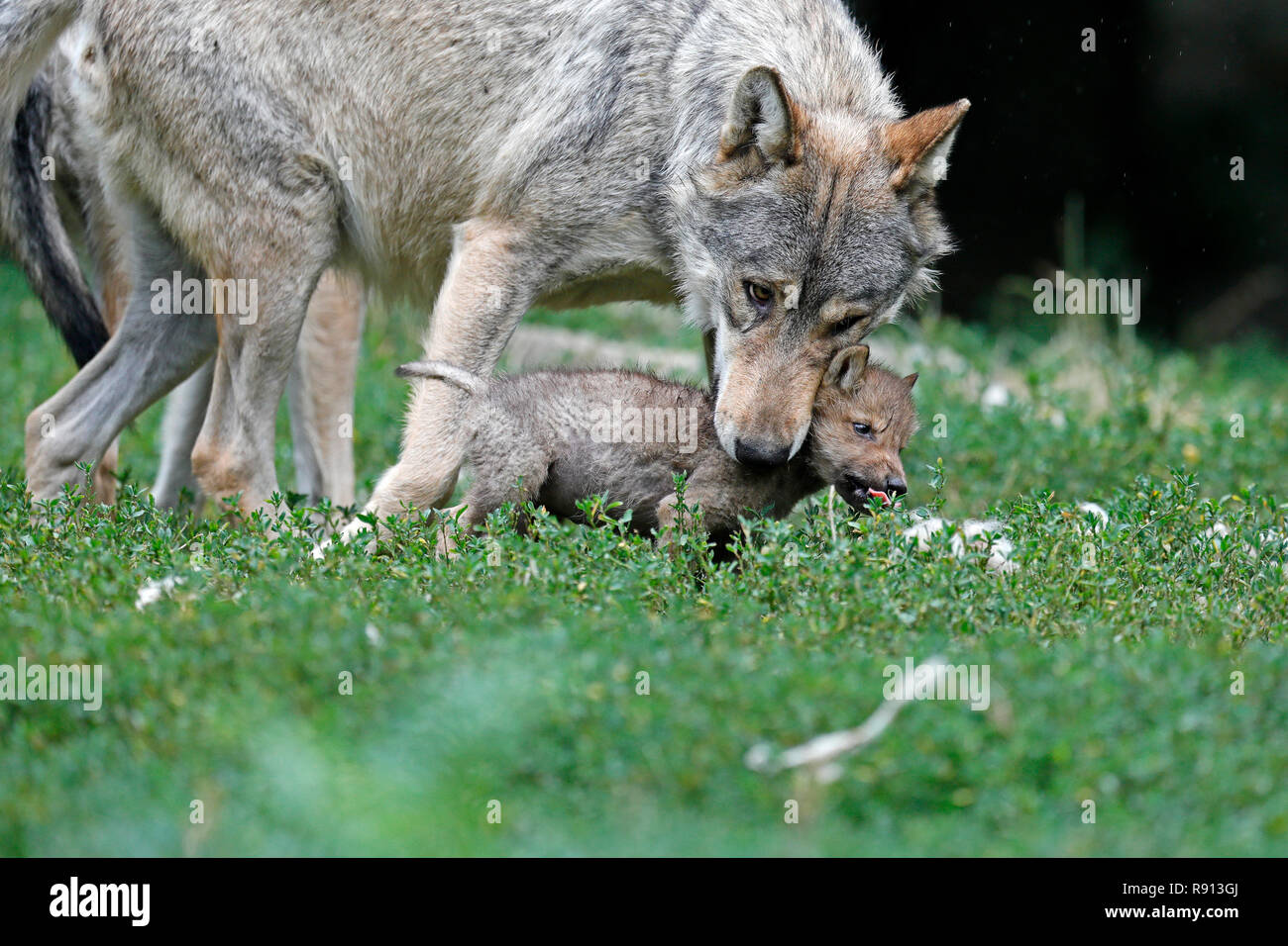 eastern timber wolf (Canis lupus lycaon) with a pup, captive Stock ...