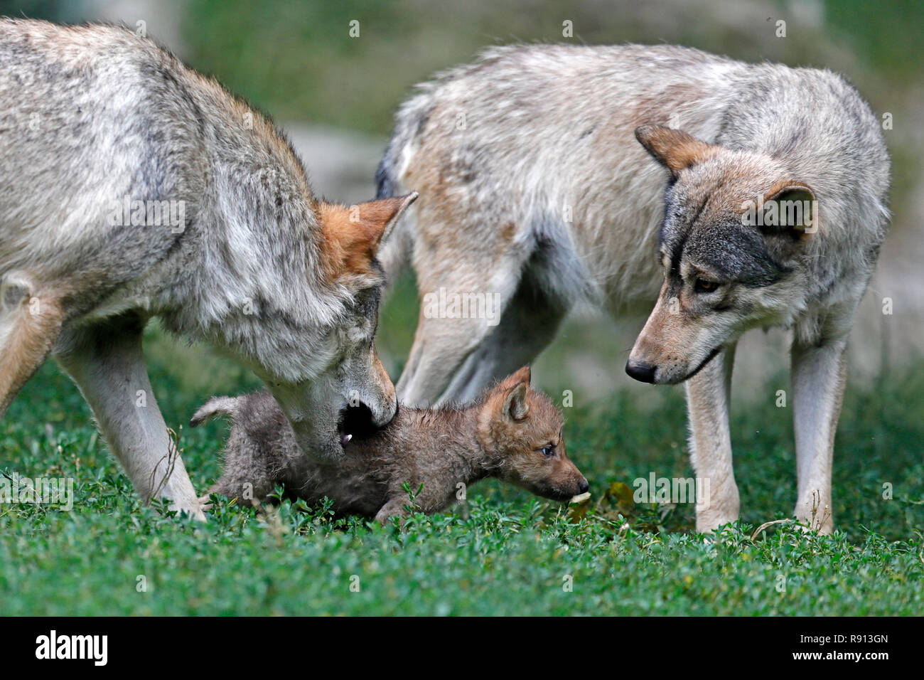 eastern timber wolf (Canis lupus lycaon) with a pup, captive Stock ...