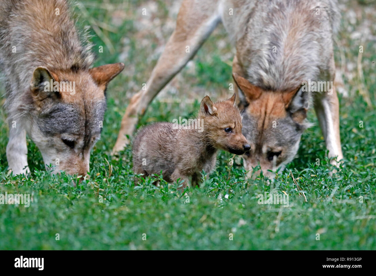 eastern timber wolf (Canis lupus lycaon) with a pup, captive Stock ...