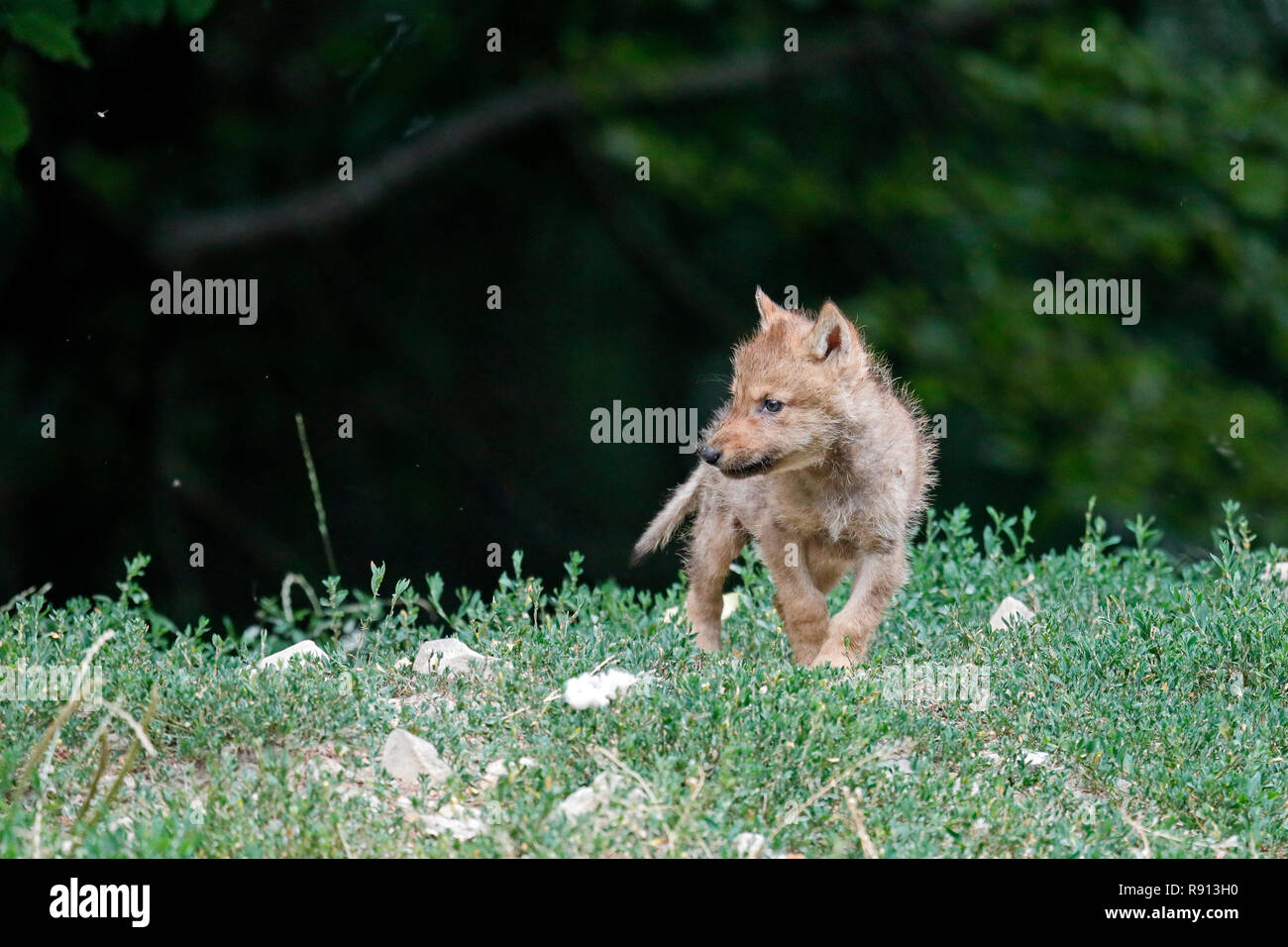 eastern timber wolf (Canis lupus lycaon) pup on a meadow, captive Stock ...