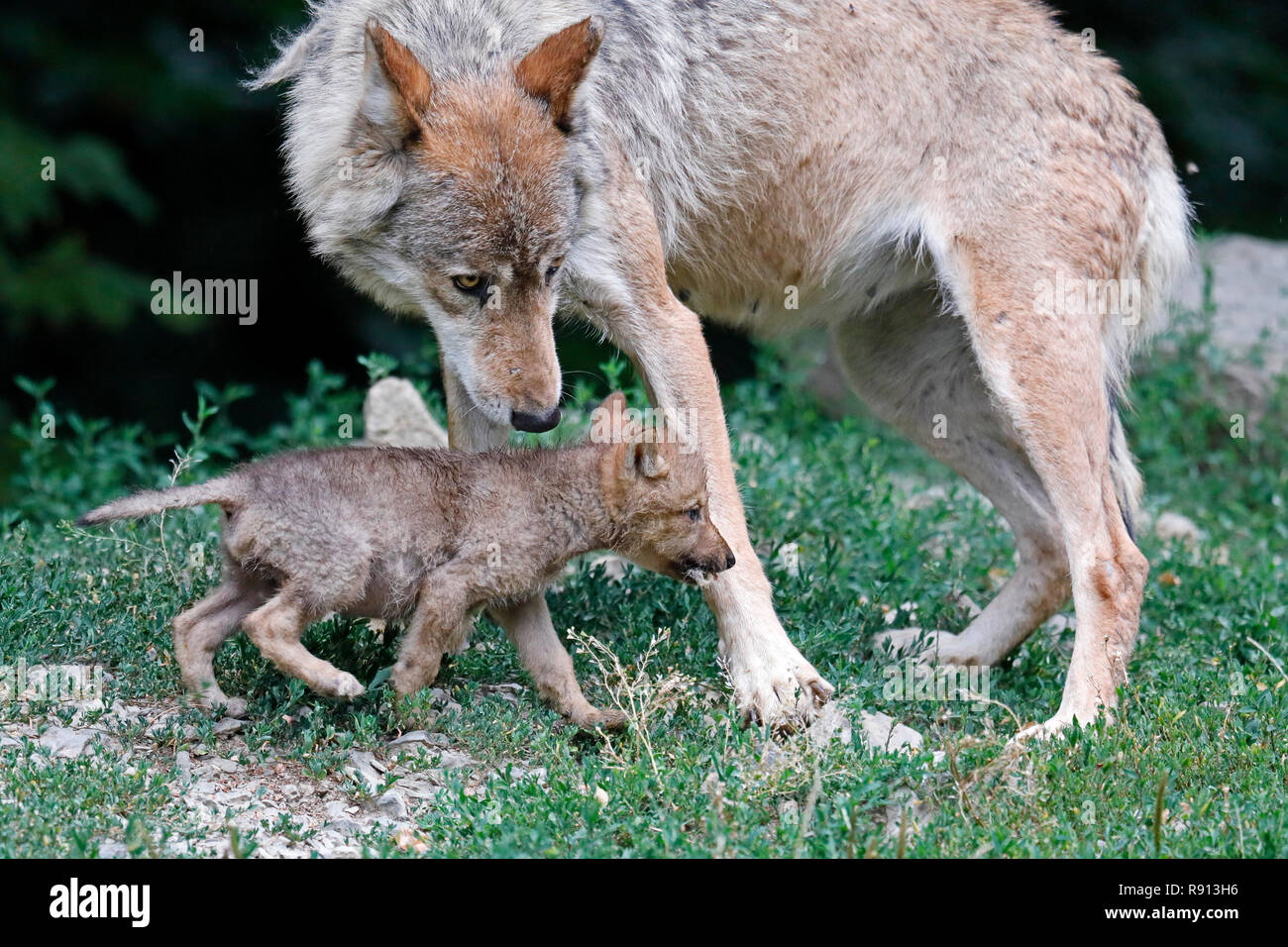 eastern timber wolf (Canis lupus lycaon) with a pup, captive Stock ...