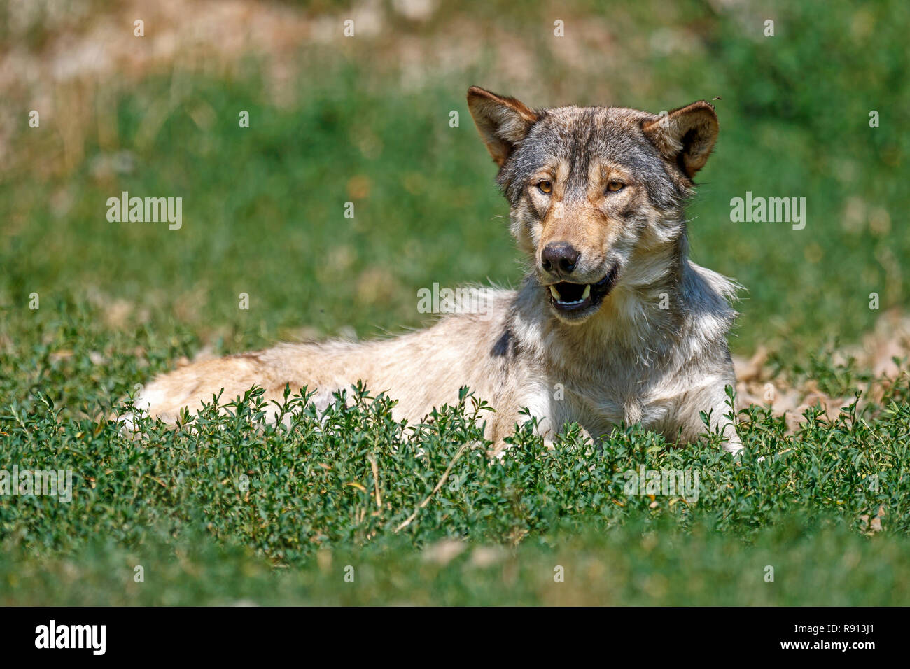 eastern timber wolf (Canis lupus lycaon) stand on a meadow, captive ...