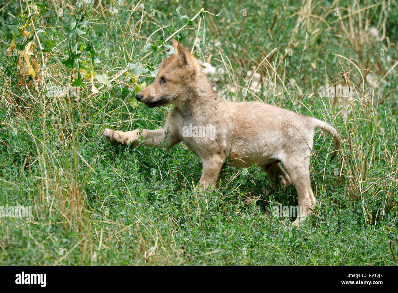 Eastern Timber Wolf Pups