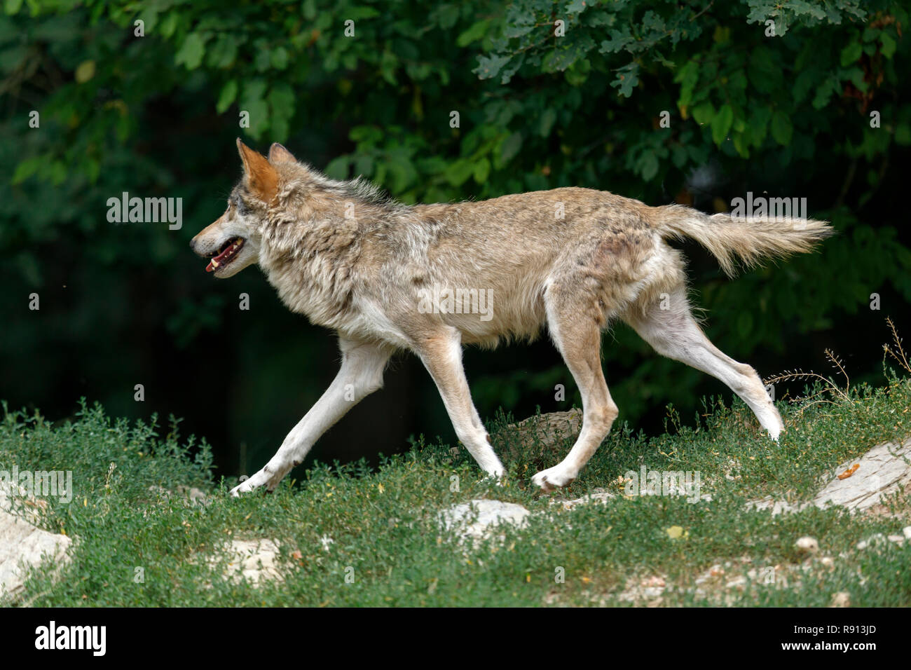 eastern timber wolf (Canis lupus lycaon) stand on a meadow, captive ...