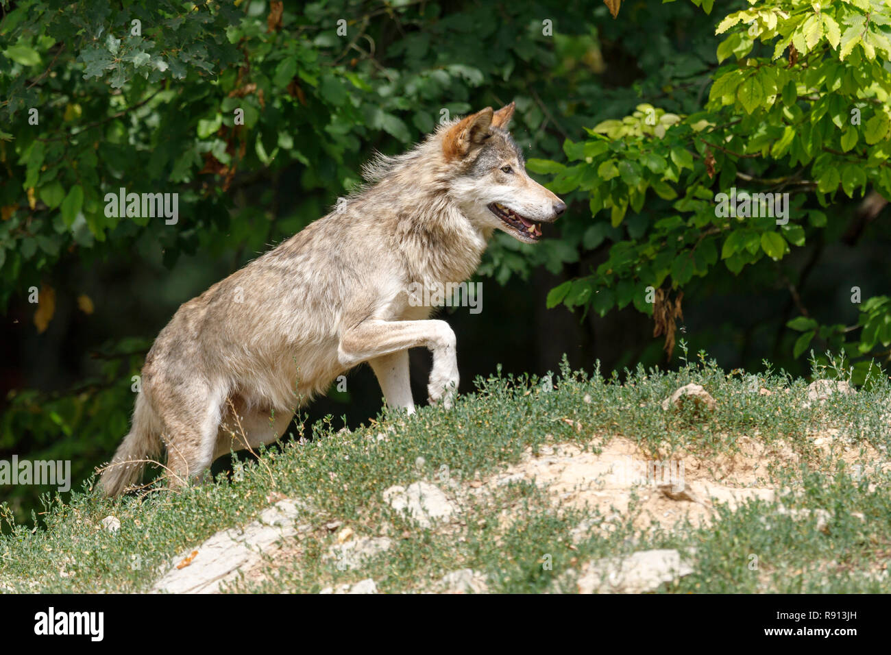 Eastern wolves eastern timber wolf hi-res stock photography and images ...