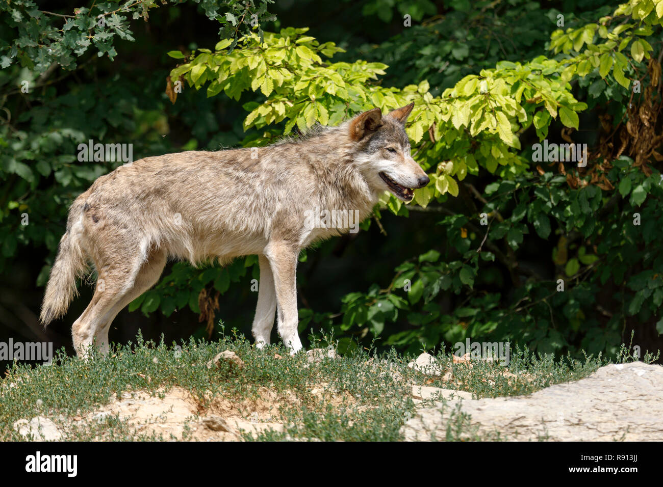 eastern timber wolf (Canis lupus lycaon) stand on a meadow, captive ...