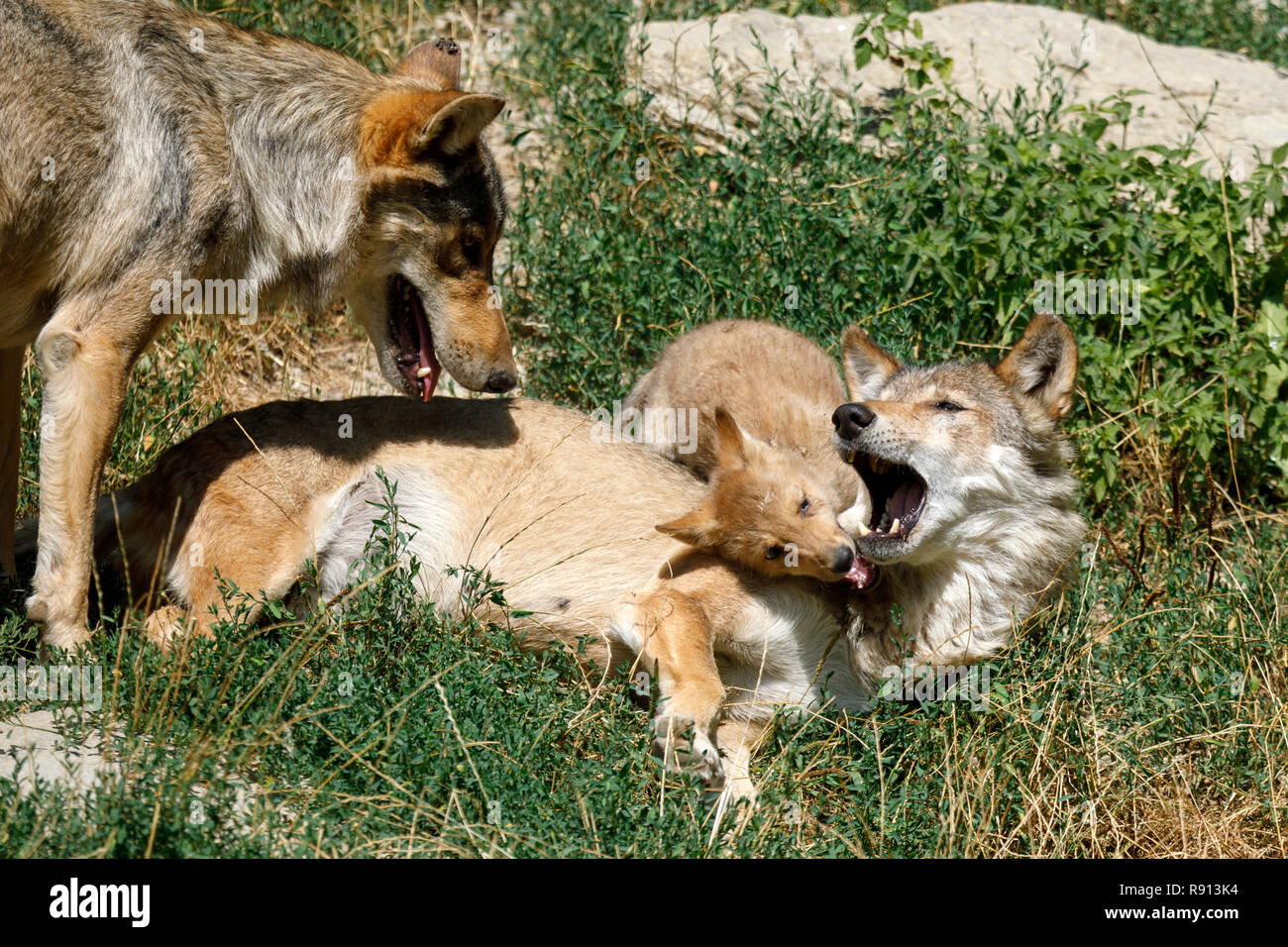 eastern timber wolf (Canis lupus lycaon) with a pup, captive Stock ...