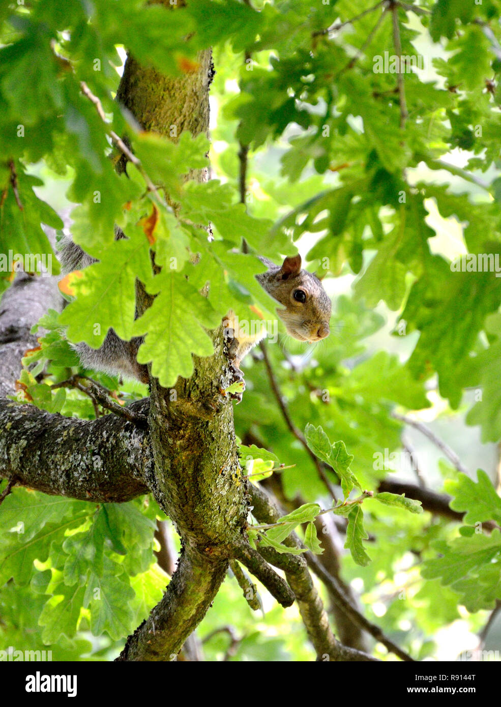 British grey squirrel hi-res stock photography and images - Alamy