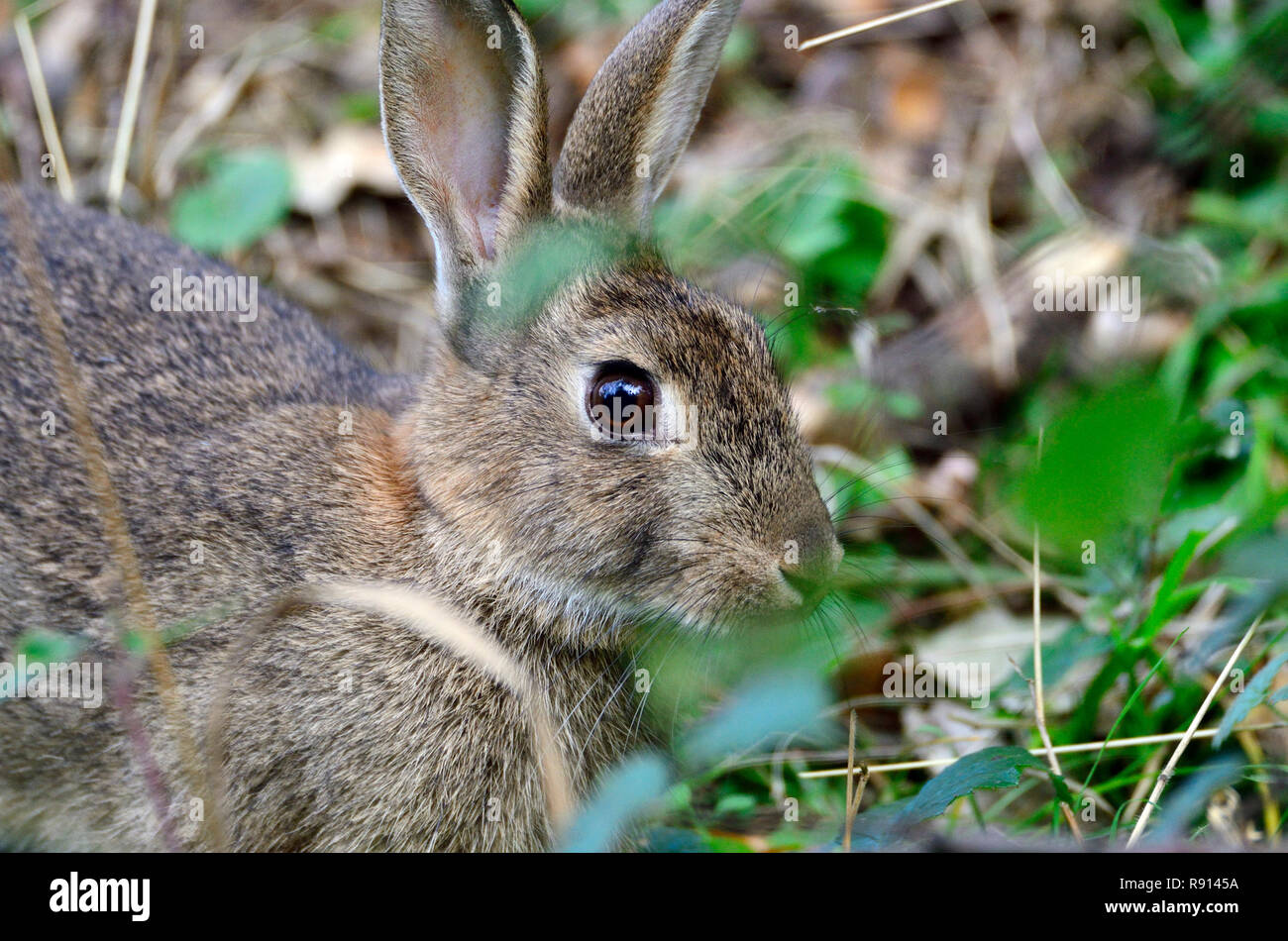 Adult rabbit hi-res stock photography and images - Alamy