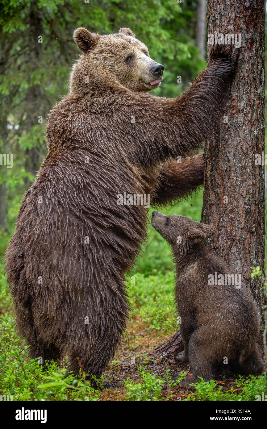 Brown bears. She-bear and bear-cub in the summer forest. She-bear ...