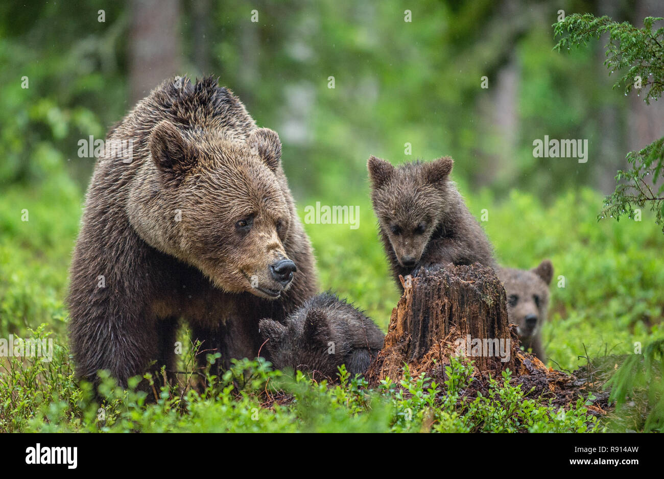 Brown bears. She-bear and bear-cubs in the summer forest. Green forest ...