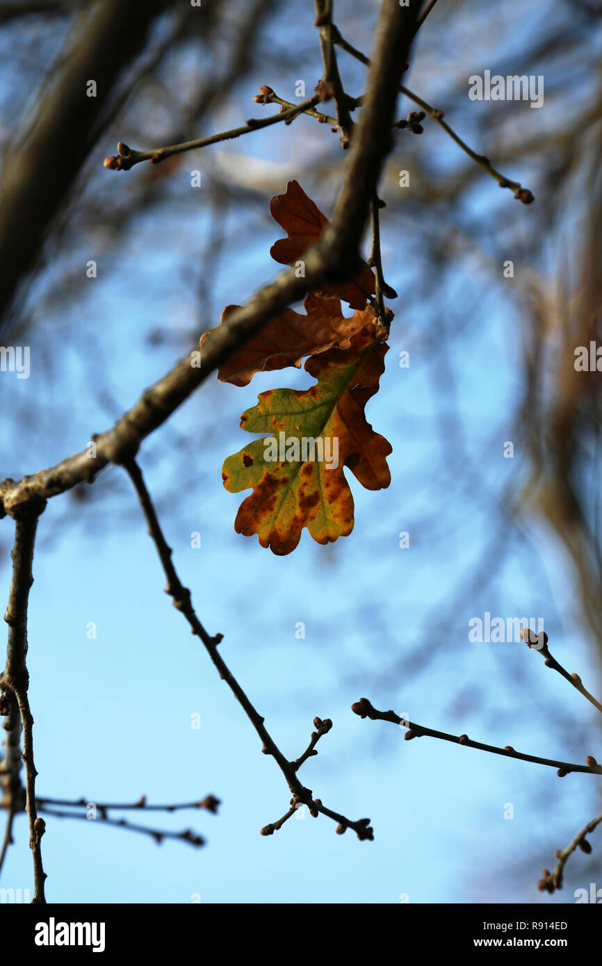 Last autumn leaf hi-res stock photography and images - Alamy