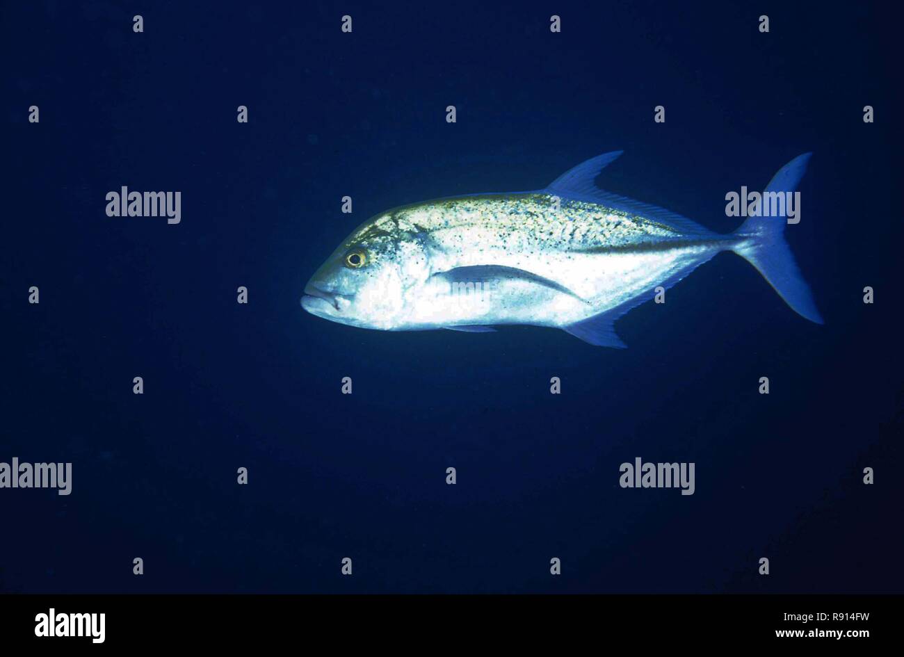 Reef preditor hi-res stock photography and images - Alamy