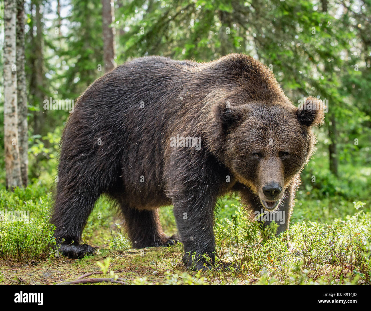 Adult Brown Bear. Close up portrait of Brown bear in the summer forest ...