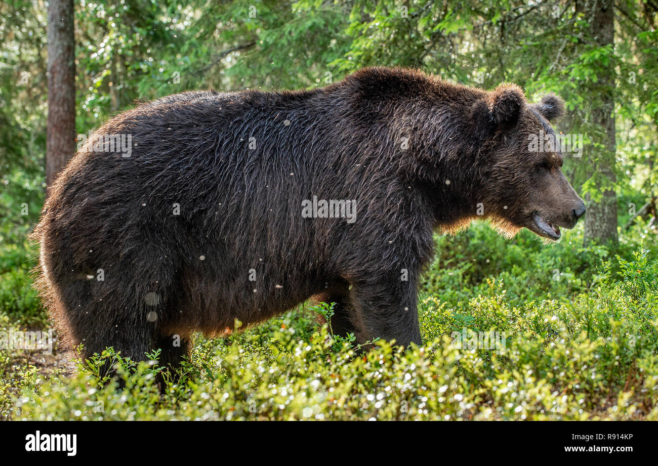 Adult Male Brown Bear. Close up portrait of Brown bear in the summer ...