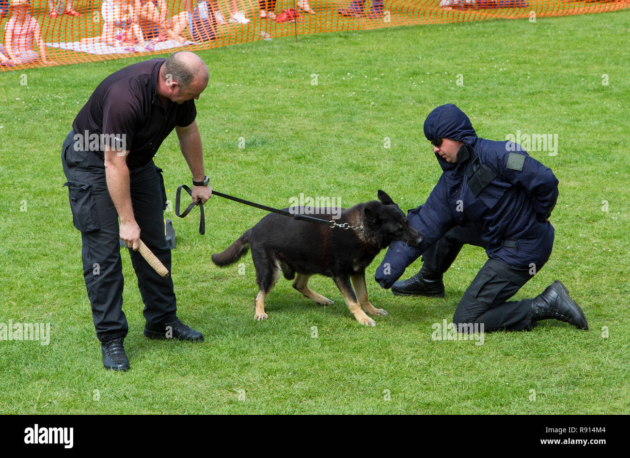 Police Dog Canine Unit Demonstration Stock Photo - Alamy