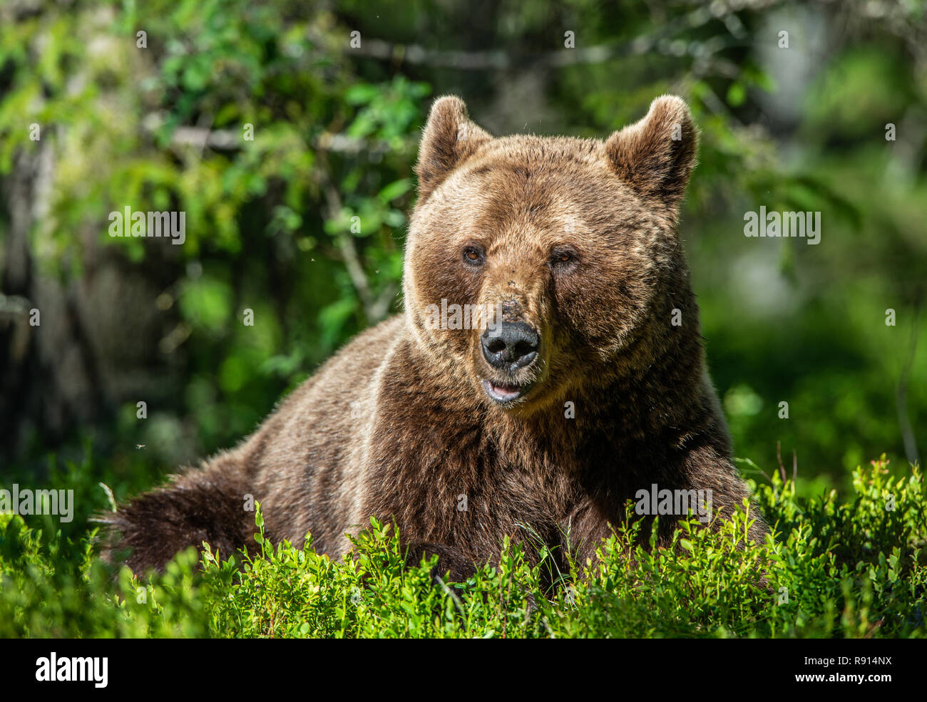 Adult Brown Bear. Close up portrait of Brown bear in the summer forest ...