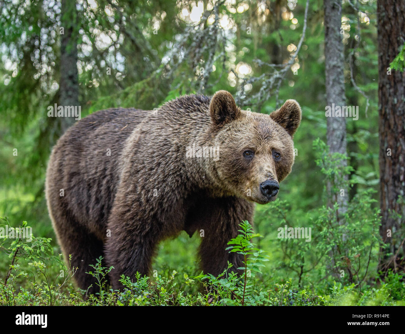 Adult Male Brown Bear. Close up portrait of Brown bear in the summer ...