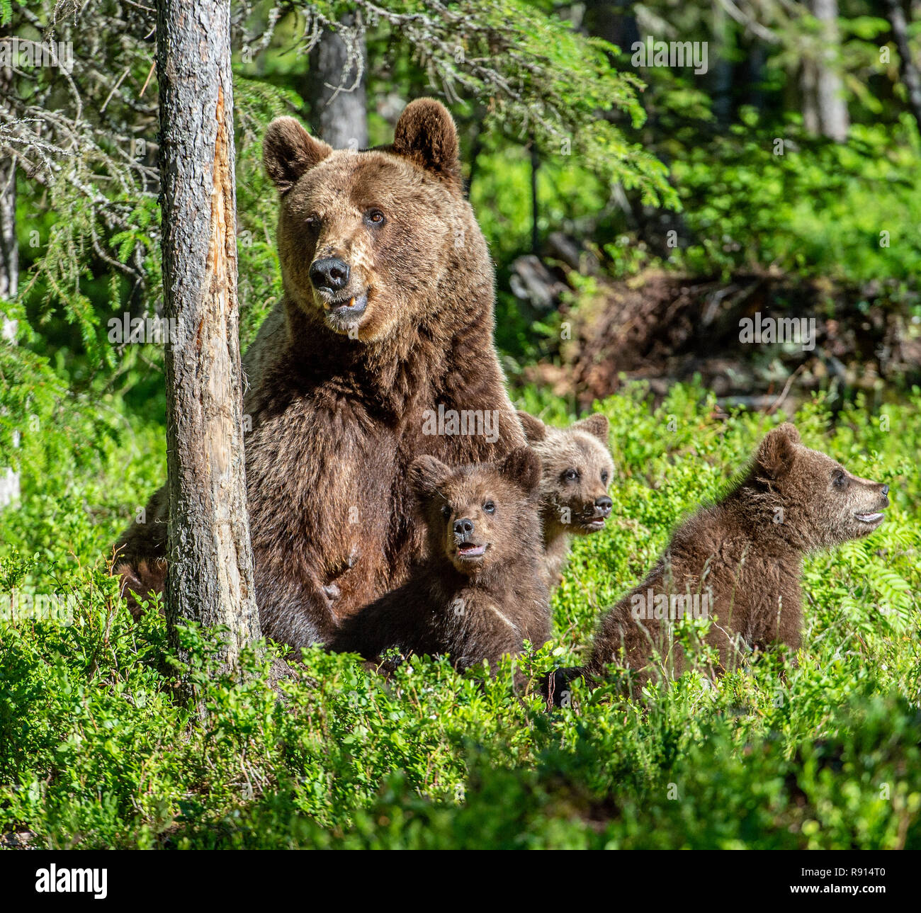 Brown bears. She-bear and bear-cubs in the summer forest. Green forest ...