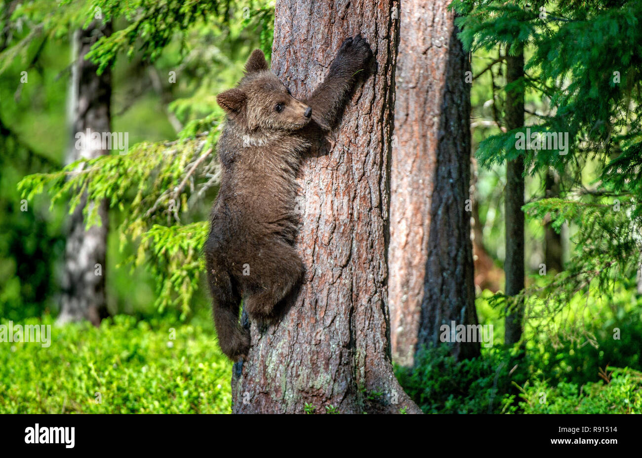 Baby bears in tree hi-res stock photography and images - Alamy