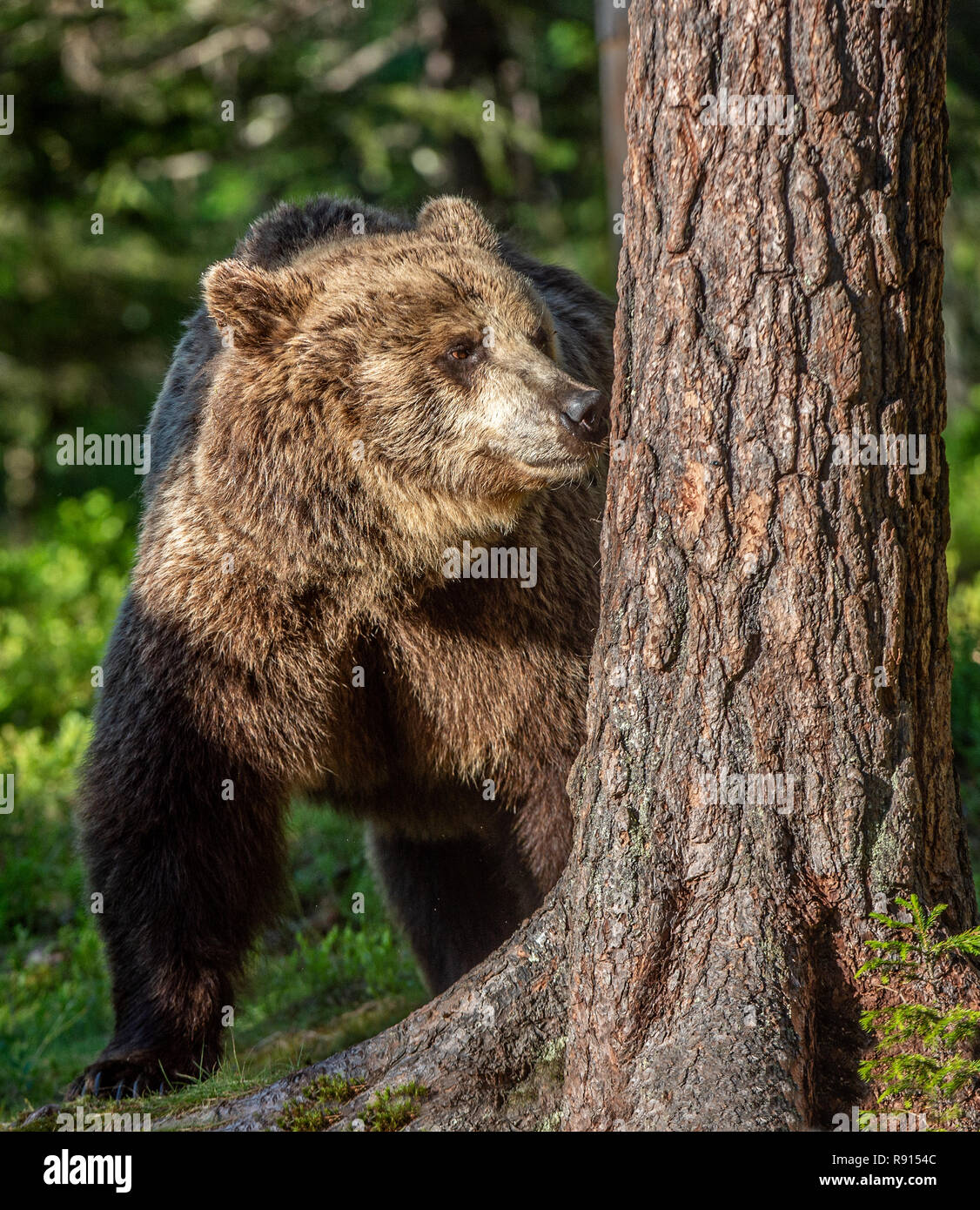 Brown Bear sniffs tree in the summer forest. Green natural background ...