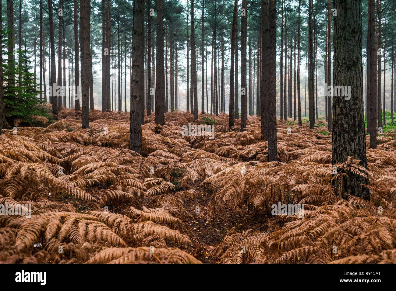 Tall trees growing through ferns in autumn Stock Photo - Alamy