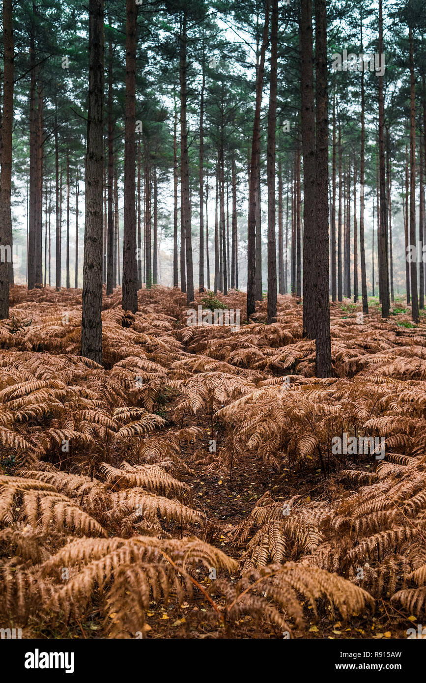 Tall ferns hi-res stock photography and images - Alamy
