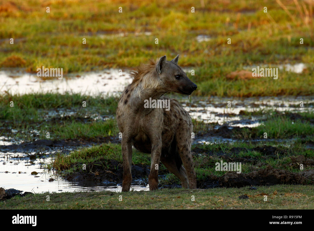 Wet hyena hi-res stock photography and images - Alamy