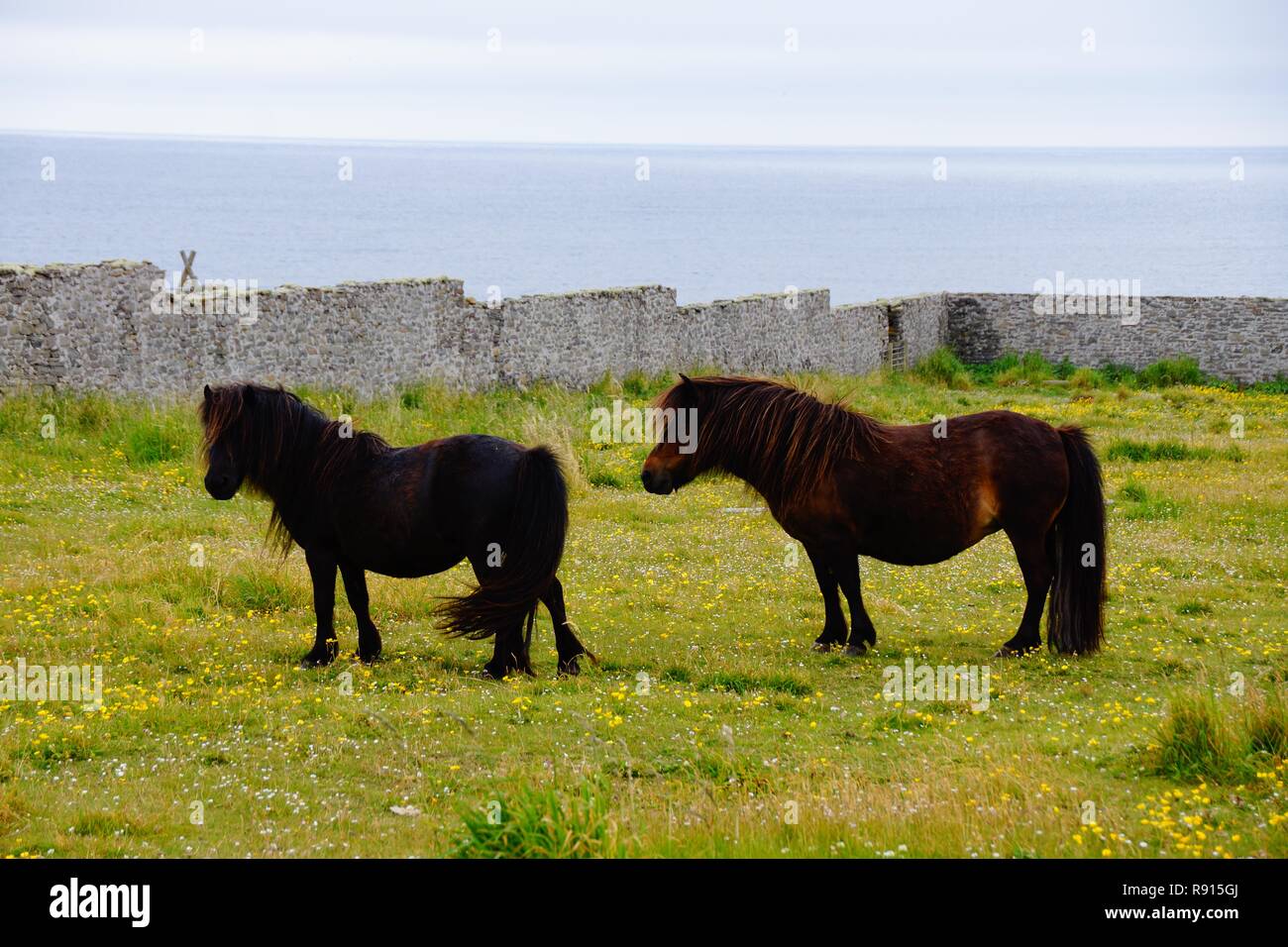 Miniature shetland ponies hi-res stock photography and images - Alamy