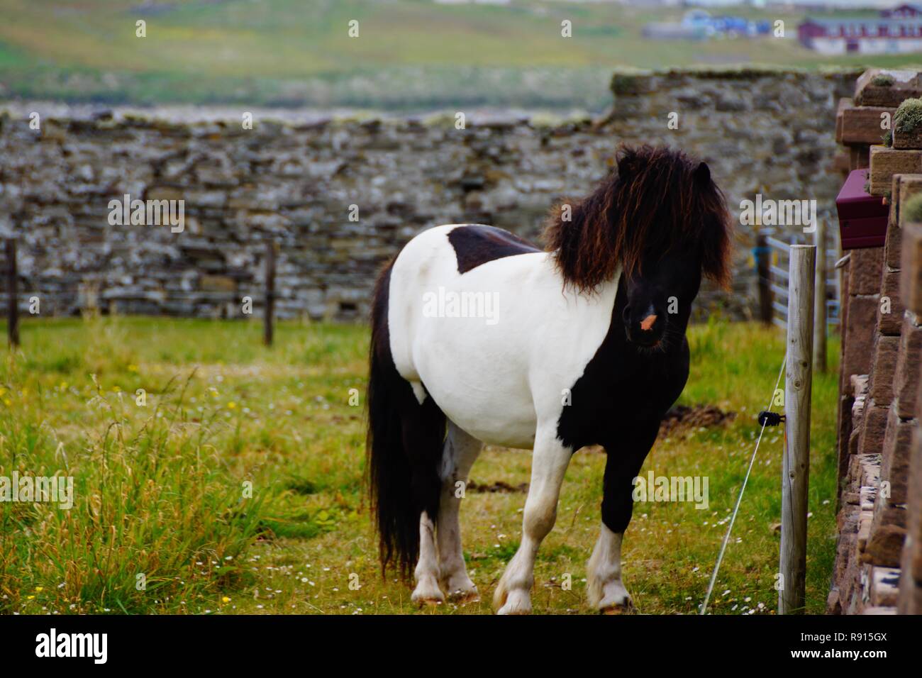 Short shetland hi-res stock photography and images - Alamy