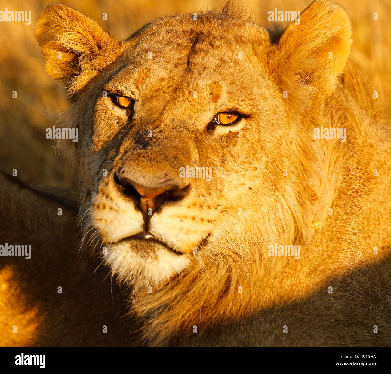 Lion panthera leo marking territory hi-res stock photography and images ...