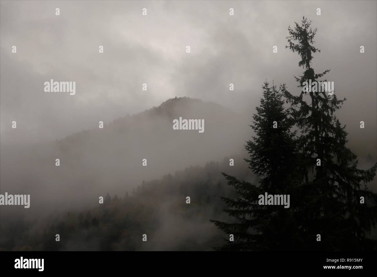 Foggy Forest in Macedonia Stock Photo - Alamy