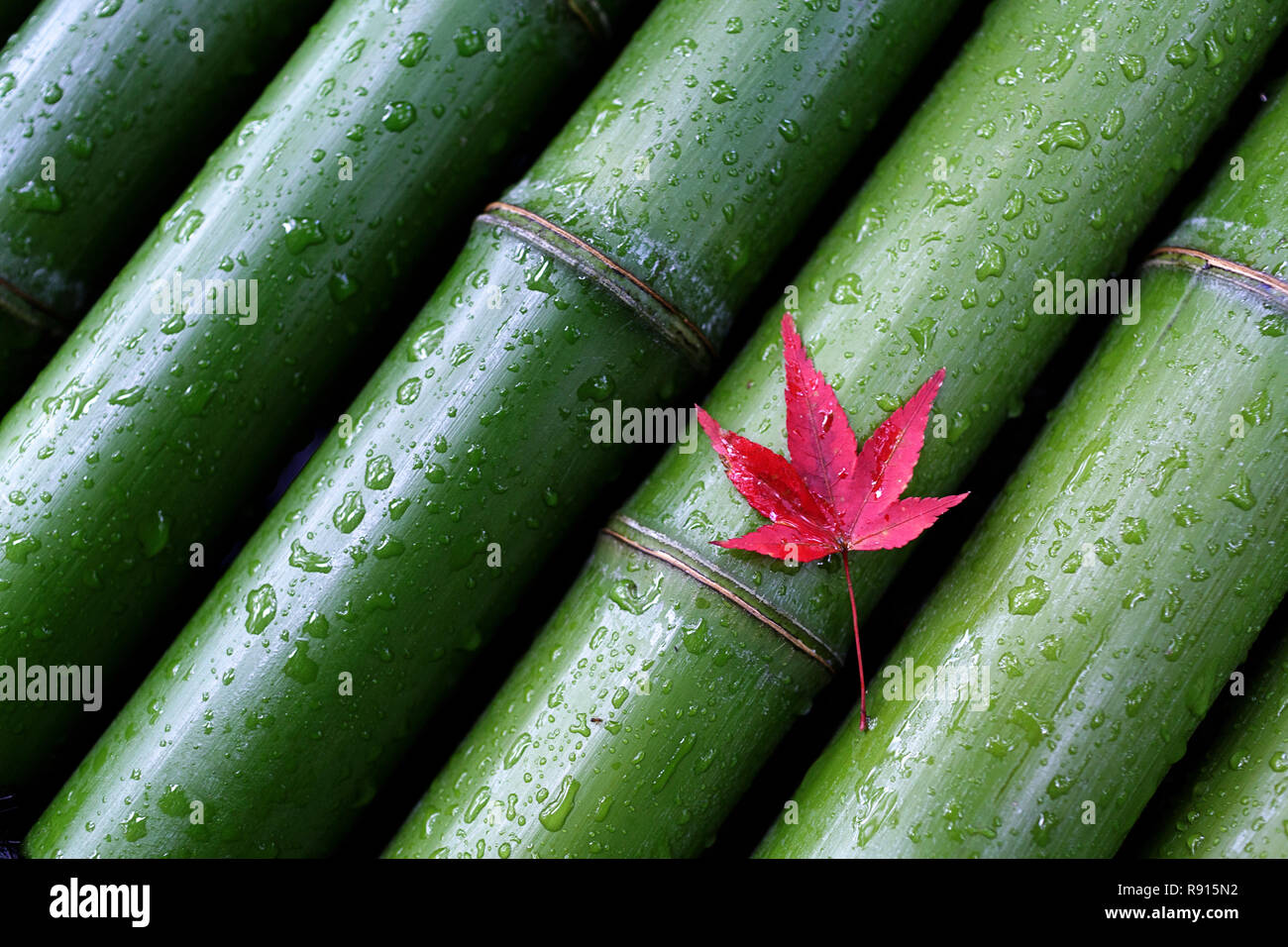 Beautiful green bamboo leaves with rain water hi-res stock photography ...