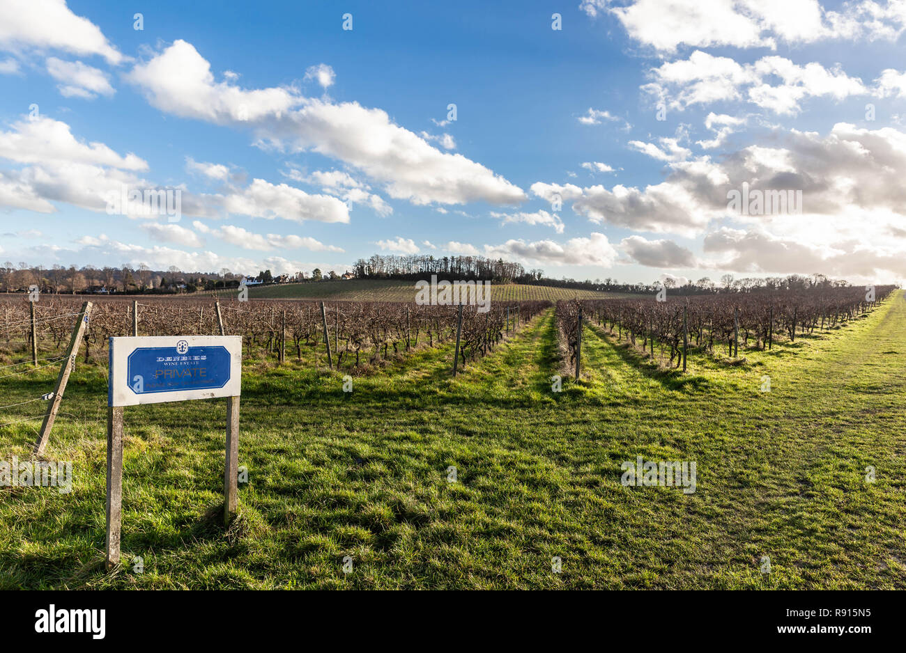 Denbies Wine Estate vineyard after harvesting, Dorking, Surrey, England ...