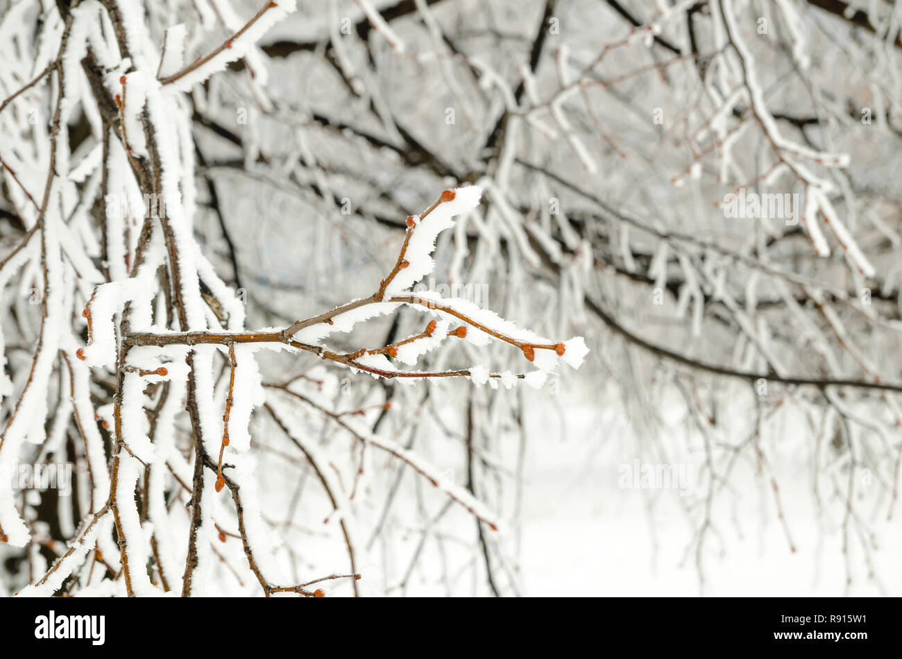 winter background of twigs with snow Stock Photo - Alamy
