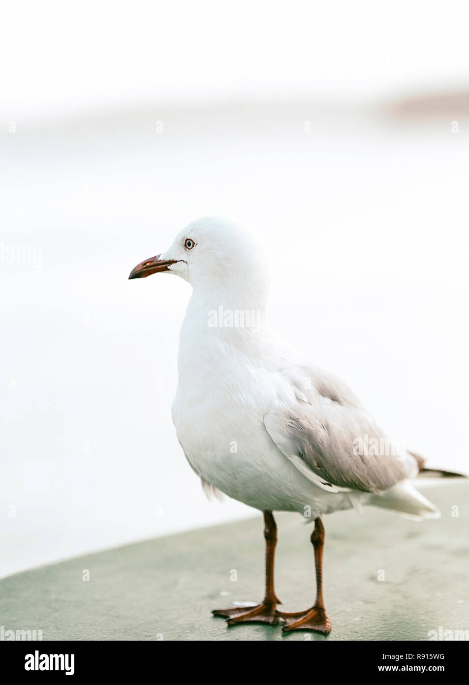 seagull II , australia Stock Photo - Alamy