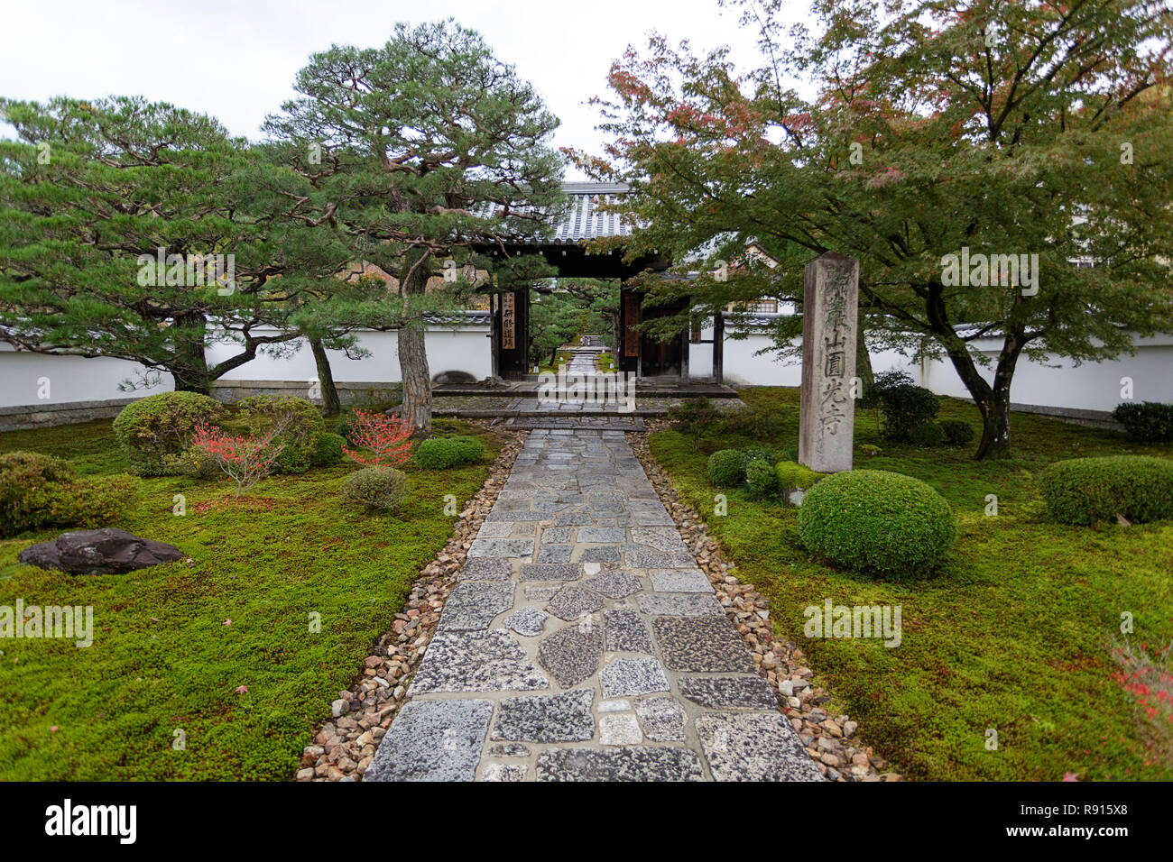 Walkway in landscaped garden through an array of Japanese pine tree to ...
