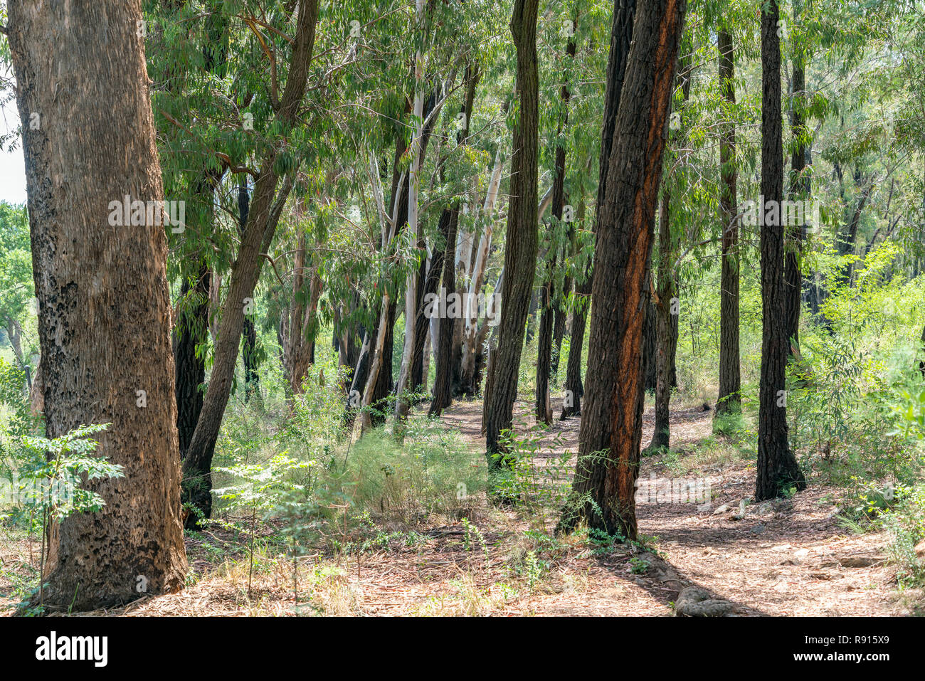Jan smuts house hi-res stock photography and images - Alamy