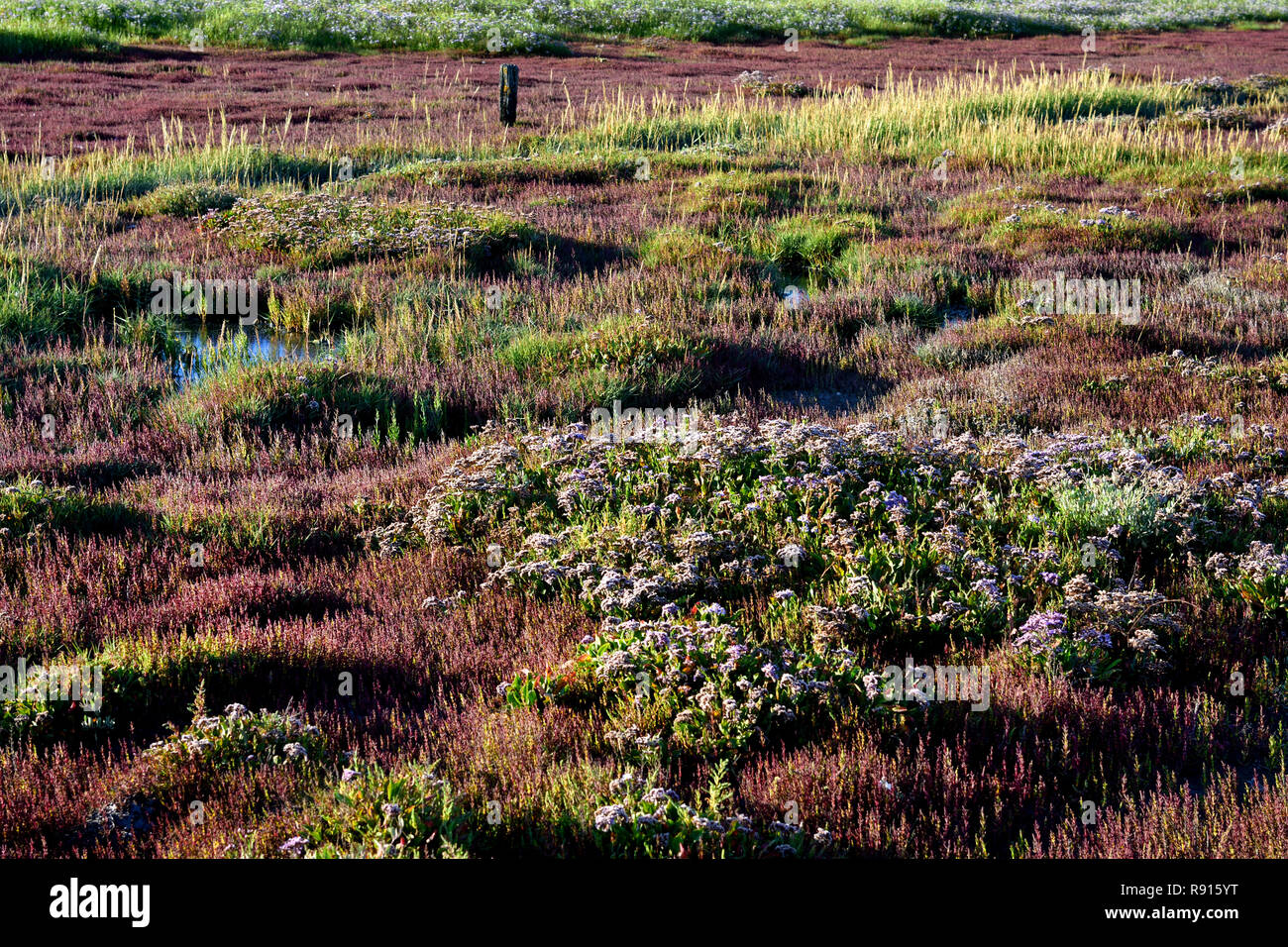 Island Vlieland wadden sea Friesland The Netherlands Stock Photo - Alamy