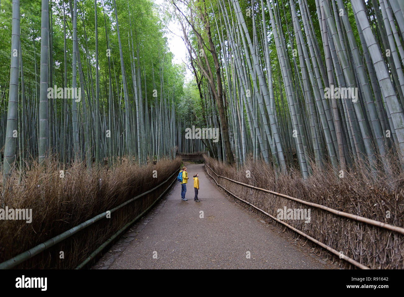 Japan, Honshu island, Kansai region, Kyoto, Arashiyama Sagana, a bamboo ...