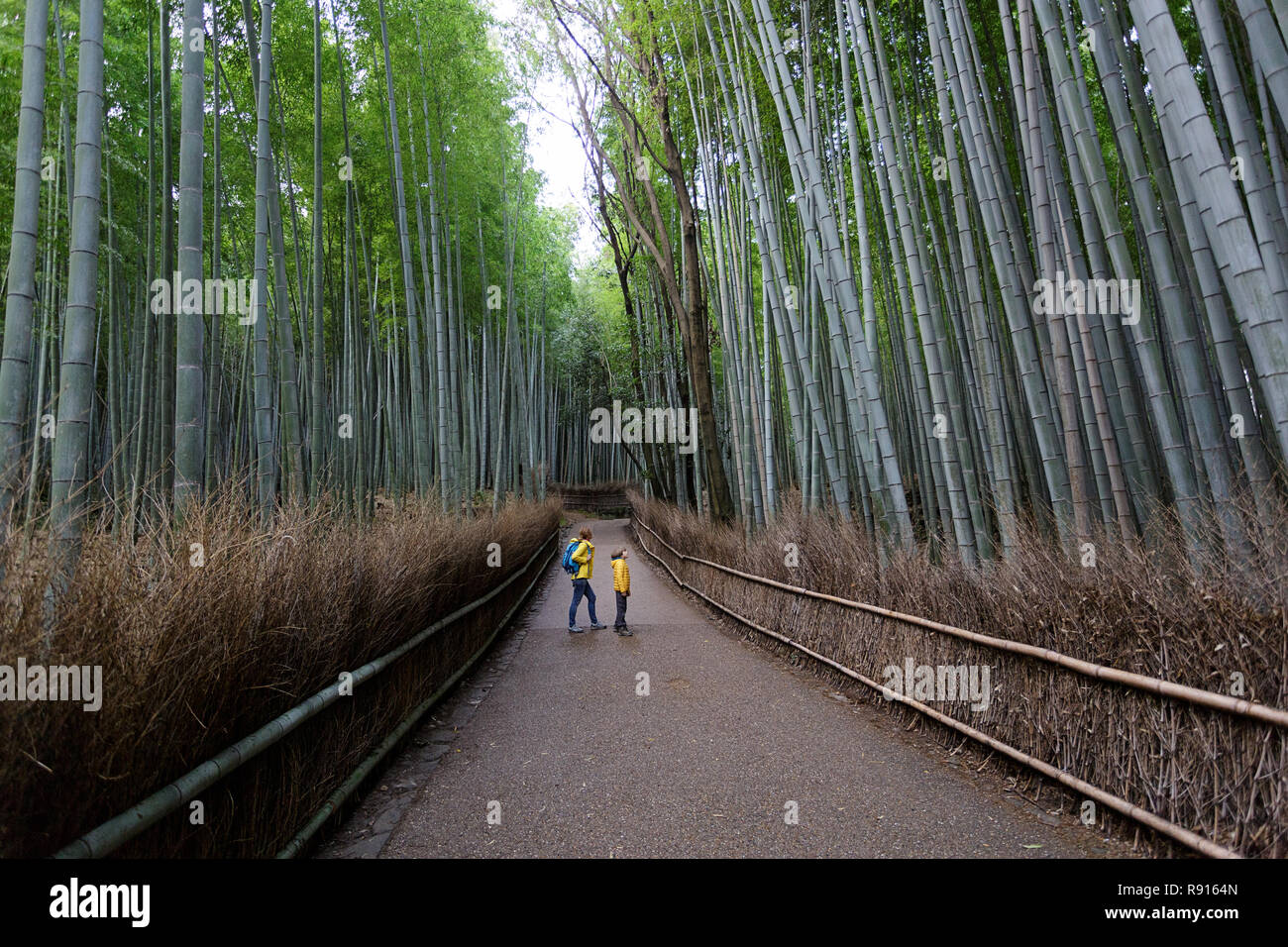 Japan, Honshu island, Kansai region, Kyoto, Arashiyama Sagana, a bamboo ...