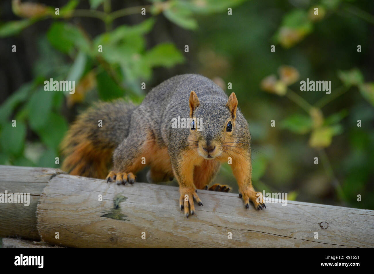 Squirrel Ready to Pounce Stock Photo - Alamy