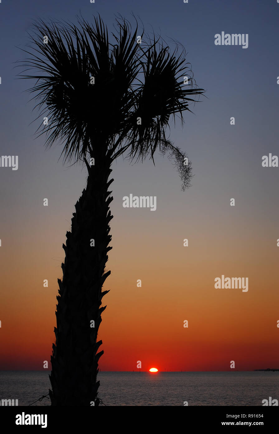 One palm tree sunset hi-res stock photography and images - Alamy