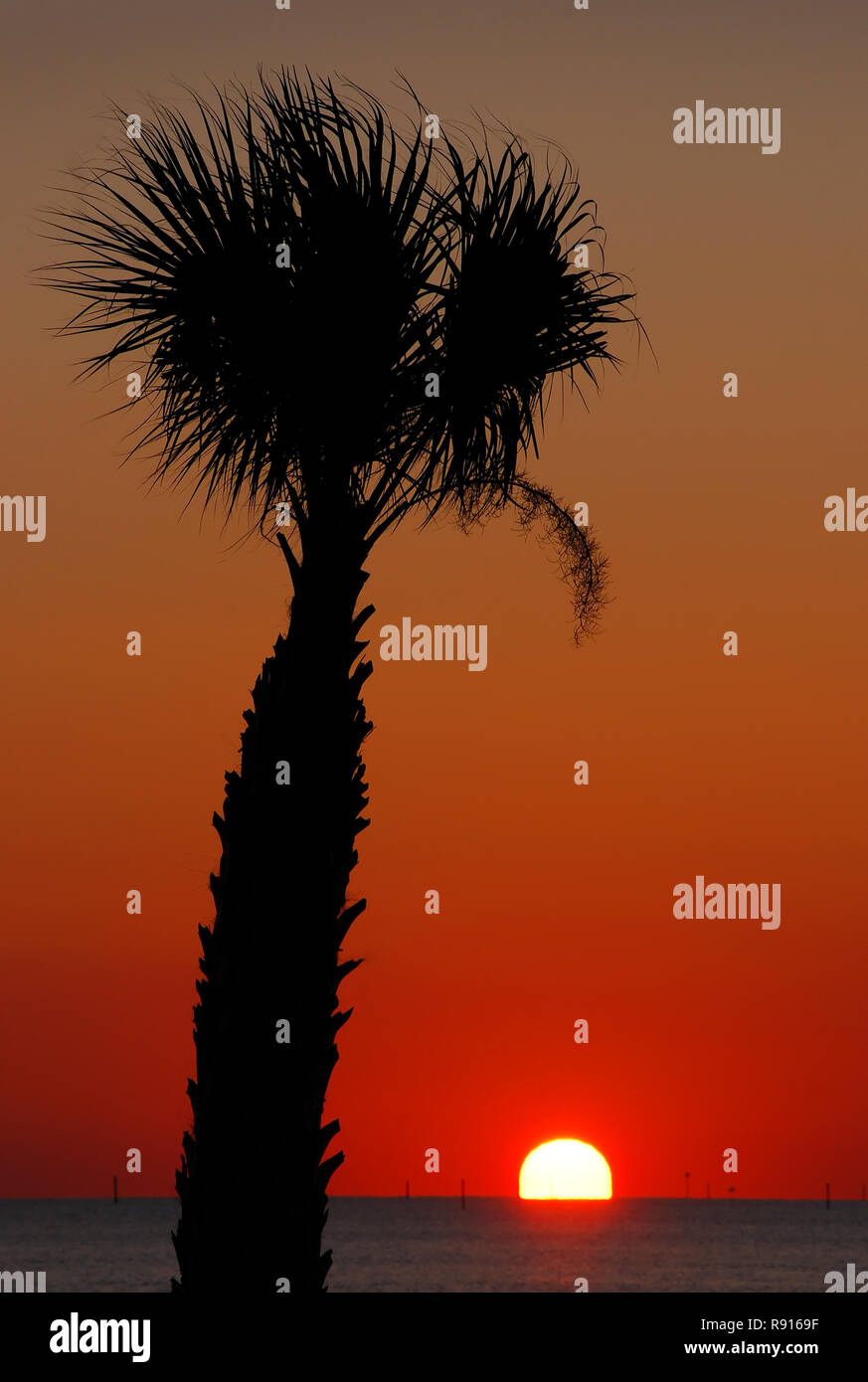 A palm tree is silhouetted as the sun sets over the water in Pass ...