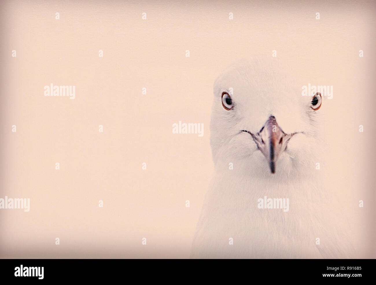 seagull looking straight ahead Stock Photo - Alamy