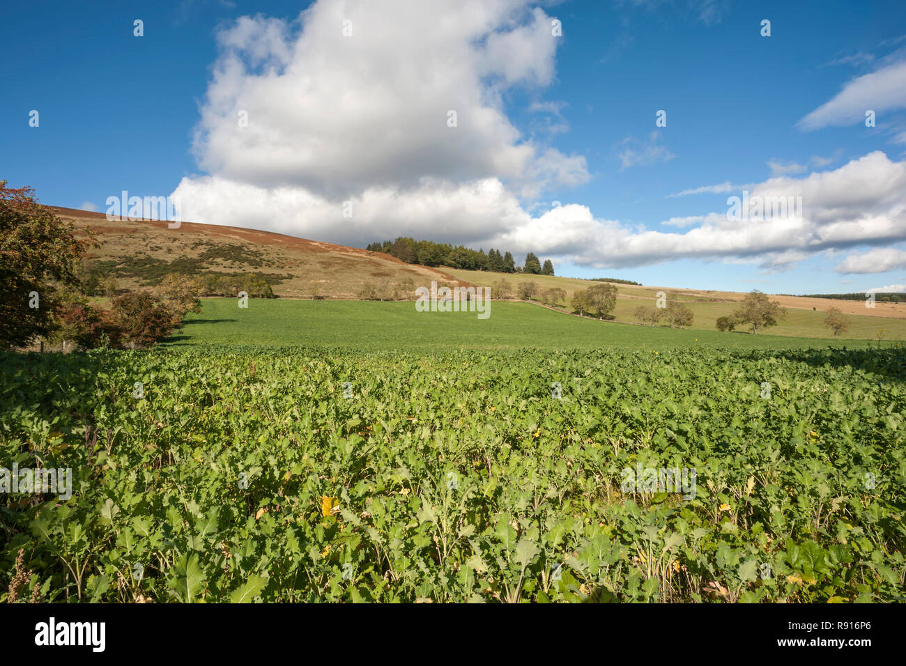 Turnip field in Angus Scotland with blue cloudy sky and hills in ...